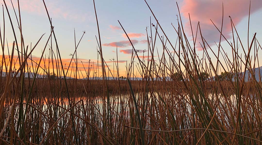 IVGID Wetland Hunting Program | Incline Village General Improvement ...